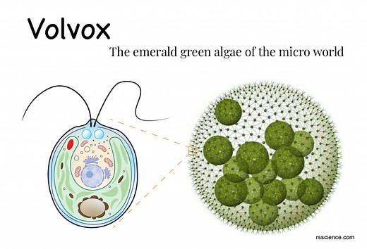 Volvox – The emerald green algae of the micro world