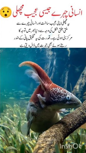 Strange Fish With a Human-Like Face#fish#naturefacts#wildlife#nature#shorts