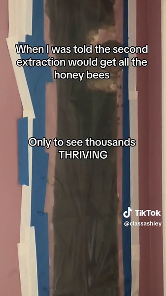 Getting Rid of Honey Bees in Walls: Effective Strategies