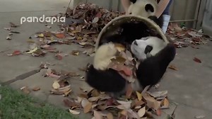 1.3M views · 27K shares | A day in the life of a panda trainer... Warning: It's addictively hilarious!  | Onedio.co | Facebook