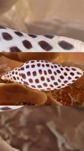  @localtide.stpete The Junonia shell is one of the rarest shells...