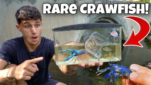 I caught a rare blue lobster! 🦞