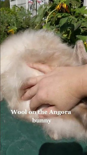 Angora Rabbit Wool Making Process | Easy & Relaxing Wool Harvesting | How Angora Wool Is Made