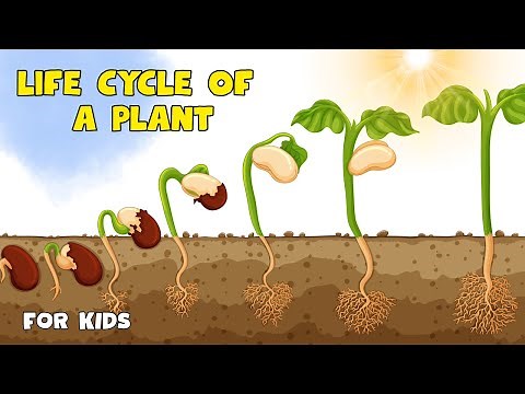 Life Cycle of a plant | Educational Video for kids