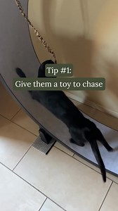 Easy to train, rewarding to use. Give your cat the gift of better health and endless fun with the vet-approved Cat Wheel.  Even the laziest cats can learn! | One Fast Cat | Facebook