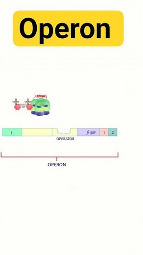 What is Operon #operon #generegulation #biotechreview