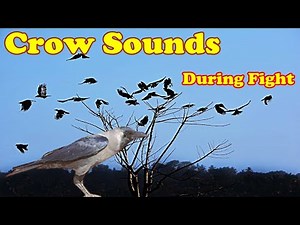 Crow call to attract crows/crow calling sound During Fight/crow sounds