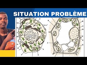 EXERCICE ULTRASTRUCTURE CELLULAIRE : DIFFERENCE ENTRE UNE CELLULE ANIMALE ET VEGETALE
