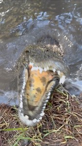 Angry croc! On today’s episode of Xtreme landscaping, we learn that angelus the Nile crocodile is not a fan of me putting sod down in his enclosure!! He lunged out at me with every single piece I put down😂. I also purposefully flopped them down with a little more force just to trigger his lunge so it would be done in a predictable way, when I wanted it to happen, and not when he felt like he might actually get me. In martial arts we call this baiting. Checkout the full video from this day on my
