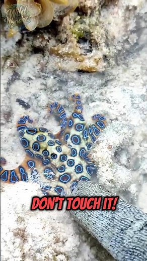 DEADLIEST Octopus on Earth! #octopus #animals #wildlife