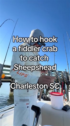 How I like too hook a fiddler crab for sheepshead 😃🦀 Send me a text to get on the books for some wintertime fishing ❄️!! 540-239-6561 | Connor Schroeder