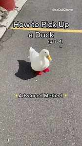 Always Lift Ducks Responsibly The more you know 💫 #howtopickupaduck #duck #ducks #duckstagram #ducksofinstagram #cute #cuteness #howto #lifehack #lifehacks #lifetips #learning #educational #birb #birbs #birbstagram #birds #birdsofinstagram #birdstagram #homestead #homesteading #petduck #petducks #nature #wildlife #animals #wholesome | seducktive