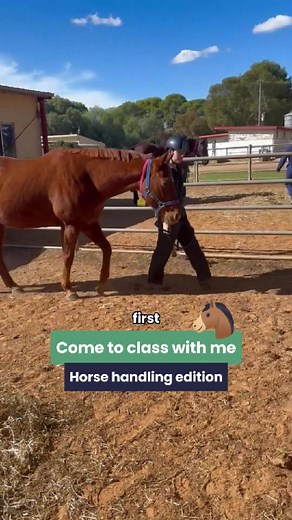 Inside a Veterinary Science Class: Horse Handling Basics