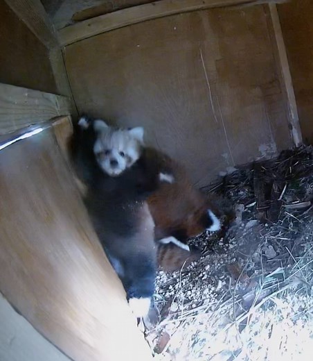743K views · 77K reactions | Here is your daily dose of 'Little Red' being the cheekiest red panda cub! 殺 | Hertfordshire Zoo | Facebook