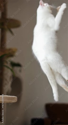 Khao Manee cat playfully jumps and swats in a light chase with unique colored eyes