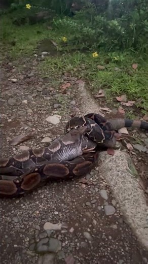 Boa Constrictor eating an Iguana
