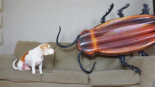 Dog gets pranked by a giant cockroach
