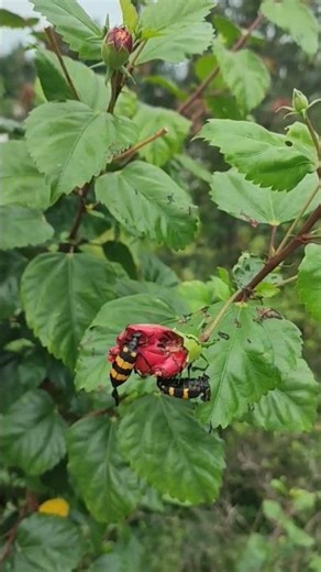 pollination by insect