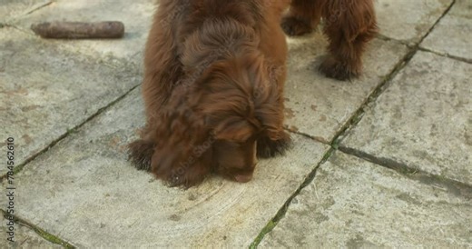 BROWN COCKER SPANIEL PLAY IN THE GARDEN | 4k