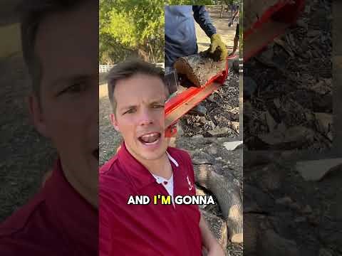 Watch me start a firewood business