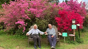 8.2K views · 89 reactions | The azalea shrubs are in bloom at Kinney Azalea Gardens for the 66th year in a row, with NBC 10's Jessica Botelho giving you a tour: https://bit.ly/3oXEa1r | NBC 10 WJAR | Facebook