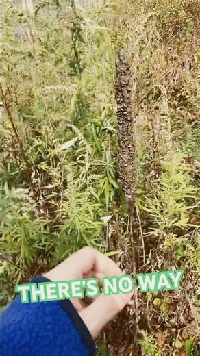 99.9% impossible find! Super cool hidden Geocache! #geocache #nature #secret #trail