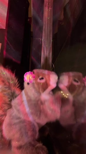 Happy new year 🎊 ! #fyp #handpuppet #baddie #2026 #squirrel | squirrel