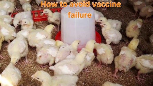 The Essential Guide to Poultry Farming and Broiler Chickens