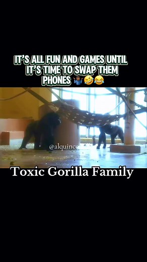 2.8K views · 2.2K reactions | “I ain’t gave you no probable cause to go through my phone” 路‍♂️藍 #voiceover #gorillatag #comedy #skit #toxicgorillafamily #alquincewalker #funnyvoiceover #CapCut | Alquince So'stupid Walker | Facebook
