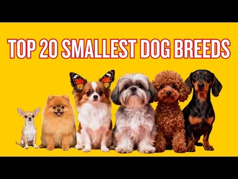CUTEST AND SMALLEST DOG BREEDS!