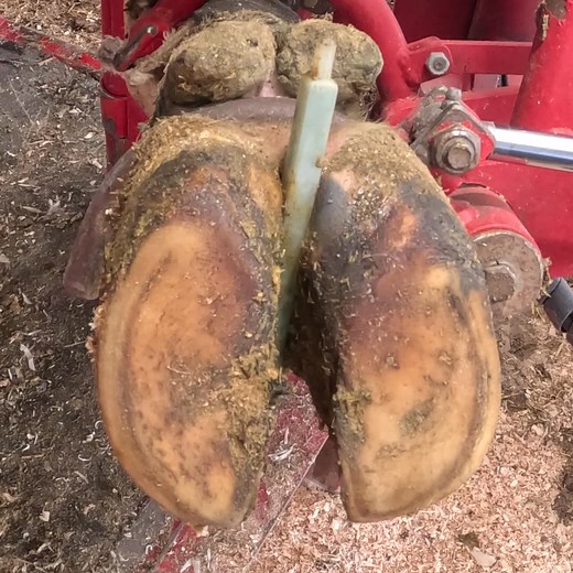 Profesional Foot Modeling Part 1 | Midwestern Hoof Trimmer