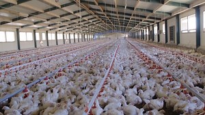 3.3K views · 120 reactions | It's time to end their suffering! | World Animal Protection Australia | Facebook