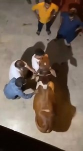 SEEDHA BHACHA HA GHR KA PALA WA 😂😂😂😂 END CHECK KRO BUS 👍🏻👍🏻 | Cattles With Rizvi