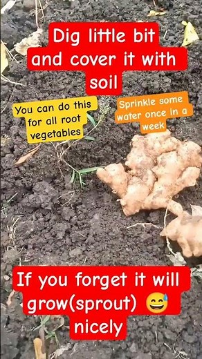 Best way to store Ginger or Root vegetables for a month or more no need of refrigerator 😀