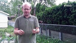 11 reactions | Join Joey as he shows and talks about what is better pole beans or bush beans?. Also what you should know about #container gardening. Plus harvesting last year's leeks before they go to seed. shown in this video - Grow bags from rootmaker https://rootmaker.com/retail-store The show is brought to you by MIgardener https://migardener.com | The Wisconsin Vegetable Gardener | Facebook
