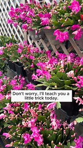 Cymbidium orchid care #gardening #garden #gardeningtips #gardenlife #gardeninspiration #gardenideas #gardenlove #gardendesign #gardenersofinstagram #gardenersworld #garden_styles #gardenphotography #gardenlovers #gardenerslife #gardenart #gardenbeauty #gardensofinstagram #gardenplants #gardenviews #gardenersparadise #gardenista #gardeningcommunity #gardenloversclub #gardenaddict #gardeners #gardenerslife | Home Gardening