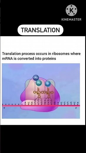 DNA Translation in Just 30seconds 🧬 | Protein Synthesis Made Easy #DNATranslation #ProteinSynthesis