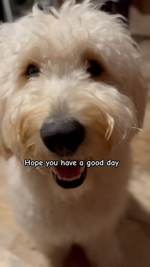 Hope You Have A Good Day. Full Of Rainbows!🌈 #dog #puppy