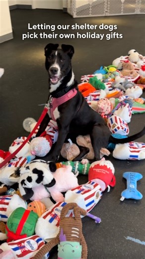 Enjoy the holidays with our shelter dogs as they choose their own toys! 🥰 They’re ready and waiting for their wishes to come true so take home a new furry friend 5 months and older with Name Your Price adoption fees through December 31. 💕 If it’s not the right time to adopt, please donate to our fundraiser to help ensure every animal gets the care they need before adoption. #AdoptDontShop #HomeForTheHolidays 🐾 | The San Francisco SPCA