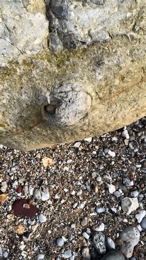 Amazing fossils of Cap Blanc Nez, France 🇫🇷 #ammonite #paleontology #science #ancient #fossils