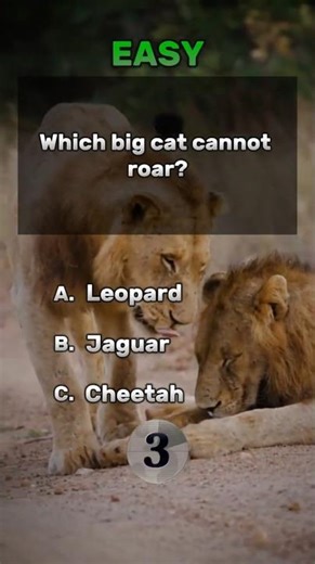 Cat Quiz🐈‍⬛