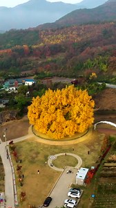 Behold the timeless beauty of an 800-year-old ginkgo tree in the embrace of autumn.🍂 Captured by the DJI Mavic 3, this aerial footage invites you to witness the majesty of a living legend. 🎥: IG/yoon_the_road #DJI #autumn #Nov2024 #DJIMavic3 | DJI