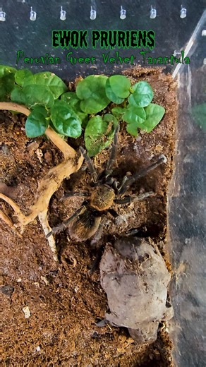 STAR WARS Tarantula? Thrixopelma pruriens has been reclassified as Ewok pruriens! Peruvian Green Velvet #tarantula #spider #animals | The Tarantula Collective