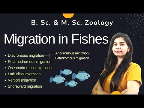 Migration in Fishes || Types of fish migration || II B. Sc. & M. Sc. II Zoology
