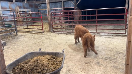 The smallest (youngest) and biggest (almost the oldest) going at it. Lainey has pretty good technique to keep at it with Brutus! highland mini cows for michigan mini highland cows for sale in michigan can you get miniature highland cows how long do mini highland cows live are there miniature highland cows what are mini highland cows good for how long do miniature highland cows live mini highland cows michigan mini highland cow for sale michigan mini highland cow for sale in michigan mini highlan