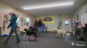 We have been working hard with Frank to teach this teenage Chocolate Lab puppy what is acceptable behavior with both humans as well as other dogs. He had started to act out at home, both with certain family members, as well as being a bully with the other family dogs. Brie is back again to help! You can see how confident she is that we humans have things under control. He will need his owners to be very clear with maintaining boundaries by being the pack leader when he goes back home. Consistenc