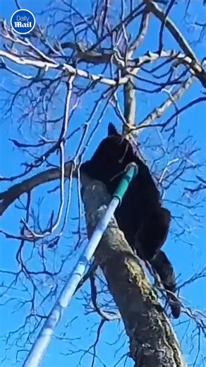 6.5K views · 55 reactions | There was only one man to call… | Daily Mail Video | Facebook