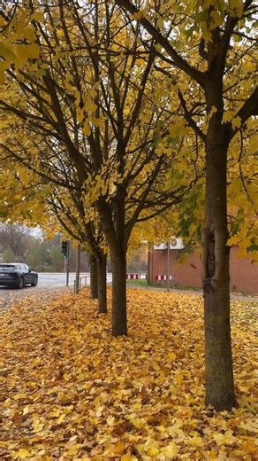 Autumn 🍂🍁 Leaves #shorts #reels #autumn #autumnvibes🍁 | Shumu The Traveller