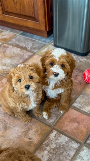 Laura Harvey on Instagram: "Soft curls, wagging tails and endless, unconditional love. What more could you ask for. #cockapoopuppy #cockapoo #cockapoolove #puppylove"