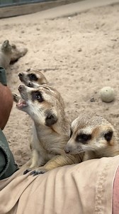 16K views · 538 reactions | Meerkats have to be one of the most inquisitive animals I have ever met – and incredibly cute!  #Conservation #fascinating #awesome #IvanCarter | Ivan Carter | Facebook